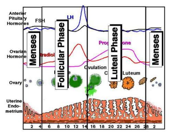 The reproductive system | PPT