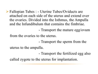 The reproductive system | PDF