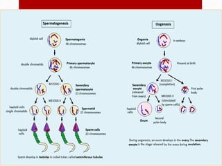 The reproductive system | PPTX