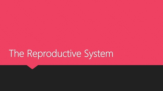 Science -The Reproductive System | PPT