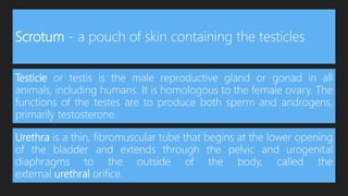 Science -The Reproductive System | PPTX