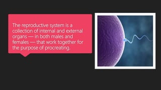 Science -The Reproductive System | PPTX