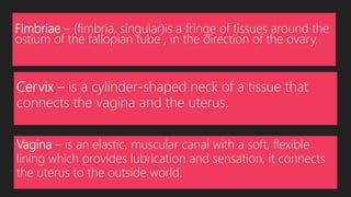 Science -The Reproductive System | PPTX