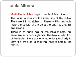 THE REPRODUCTIVE SYSTEM.pptx