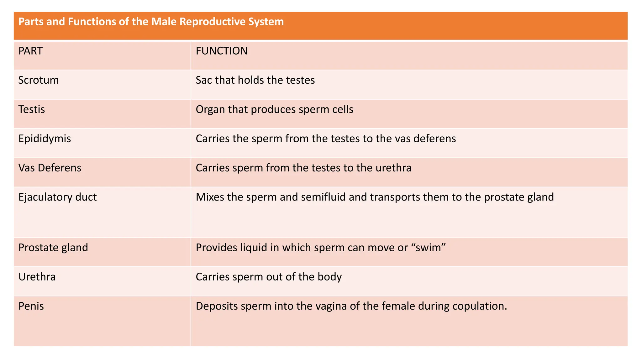 The Human Reproductive System Male ang Female.pptx
