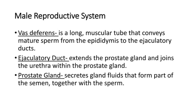 The Human Reproductive System Male ang Female.pptx