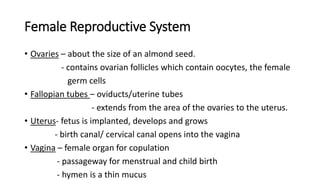 The Human Reproductive System Male ang Female.pptx