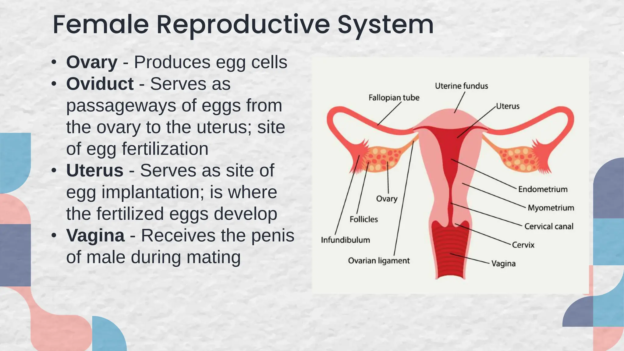 Grade 10 Quarter 3: The Reproductive System | PPTX