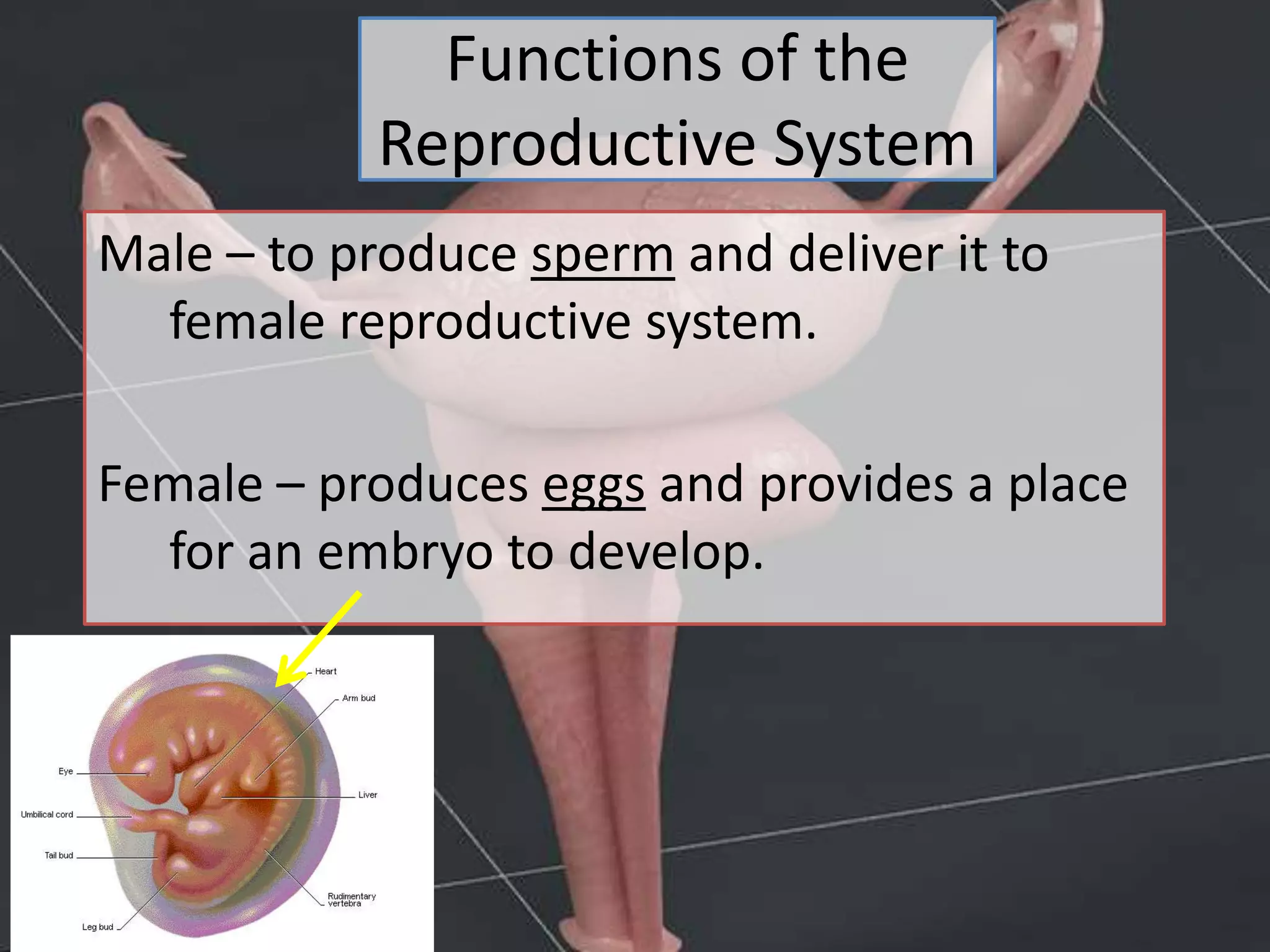 The Reproductive System | PPT