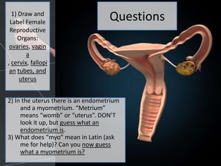 The Reproductive System | PPT