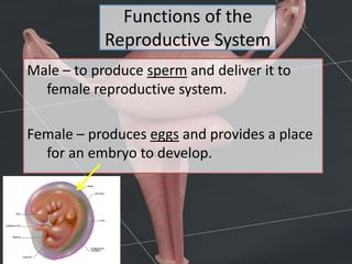 The Reproductive System | PPT
