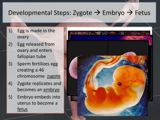 The Reproductive System | PPTX