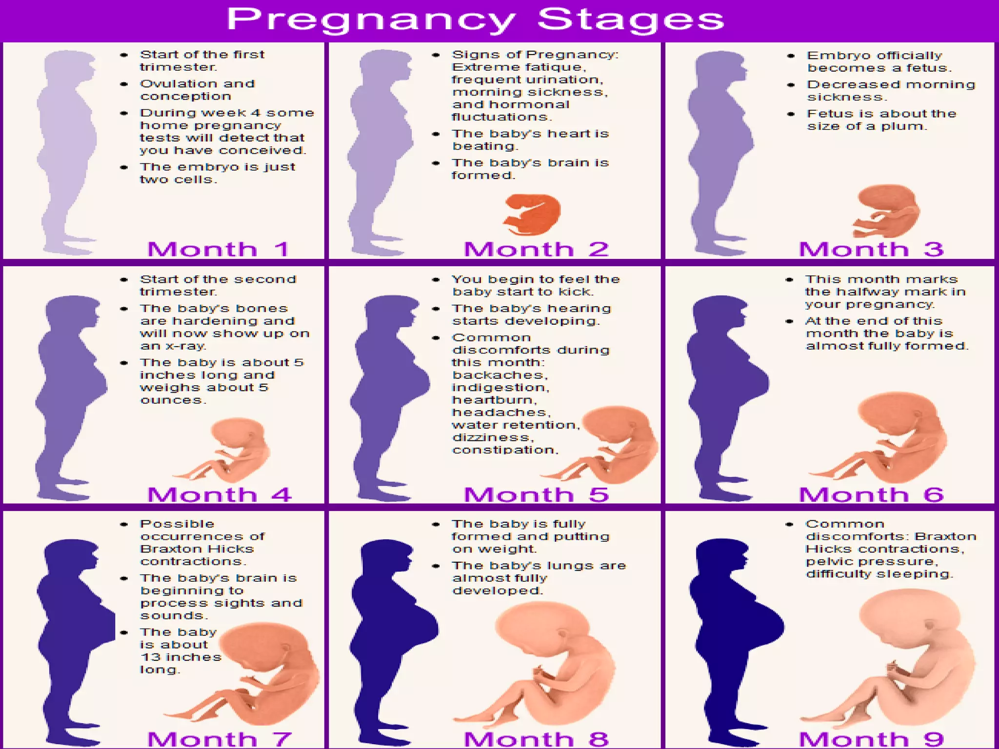 The reproductive system and pregnancy | PPT
