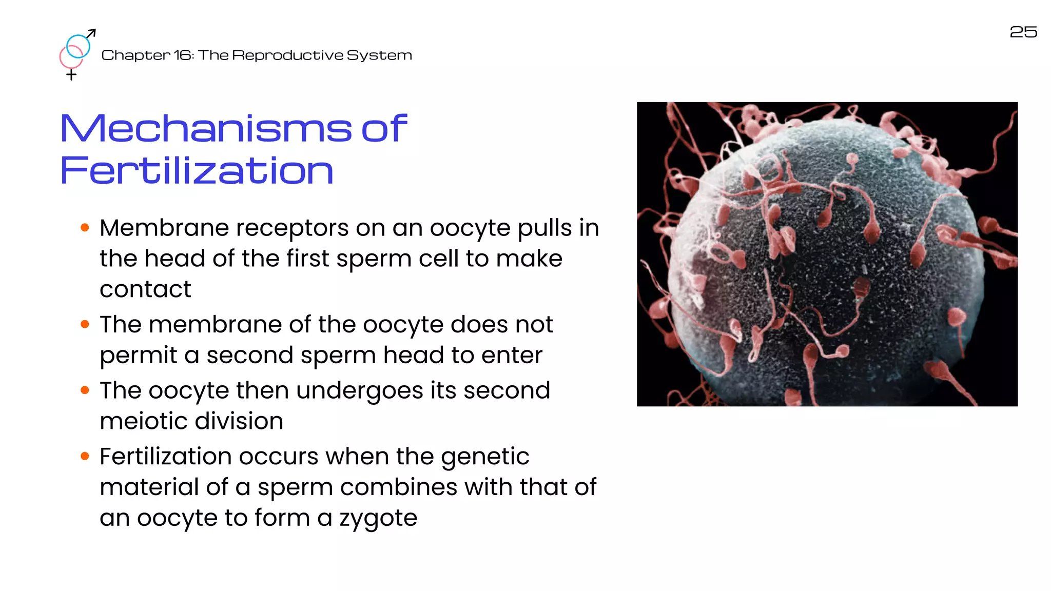The Reproductive System_Male.pdf