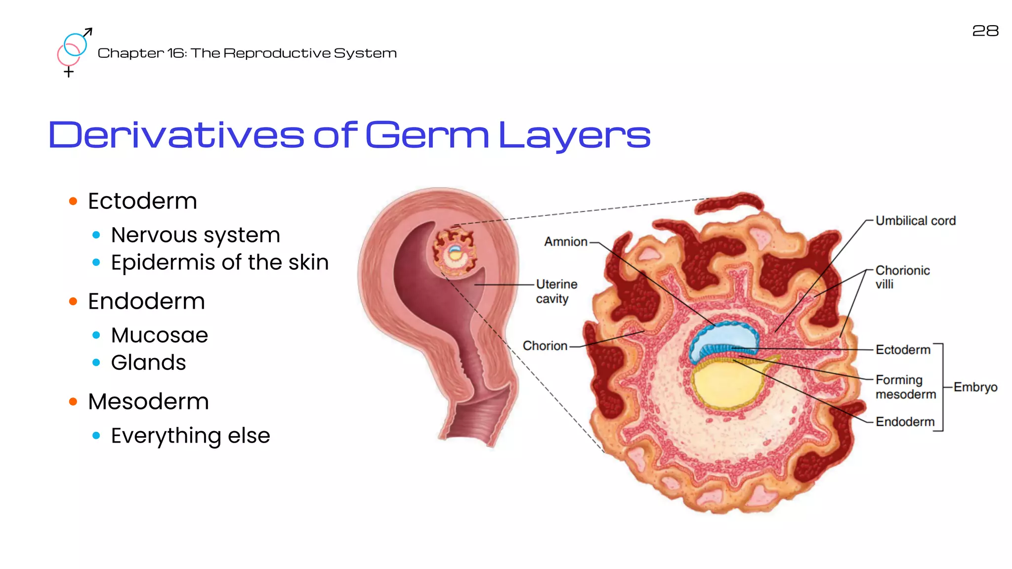 The Reproductive System_Male.pdf