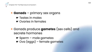 The Reproductive System_Male.pdf