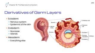 The Reproductive System_Male.pdf
