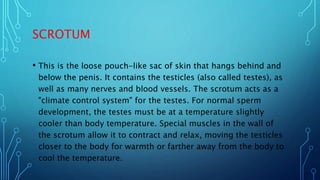 The Male and Female Reproductive System and it's functions | PPTX