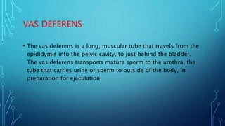 The Male and Female Reproductive System and it's functions | PPTX