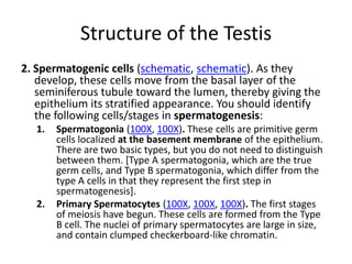 The reproductive system ppt | PPTX