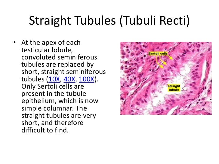 The reproductive system ppt