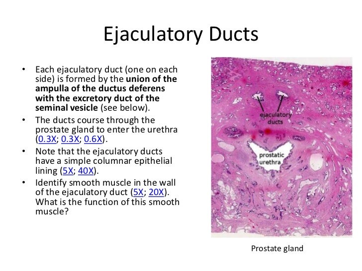 The reproductive system ppt
