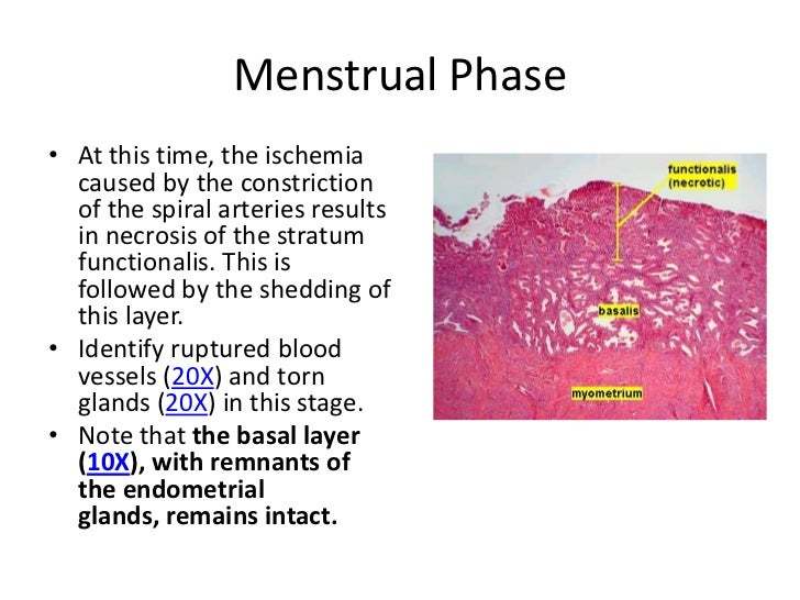 Menstrual Phase Histology