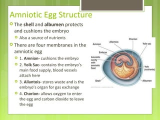 The reptile | PPT