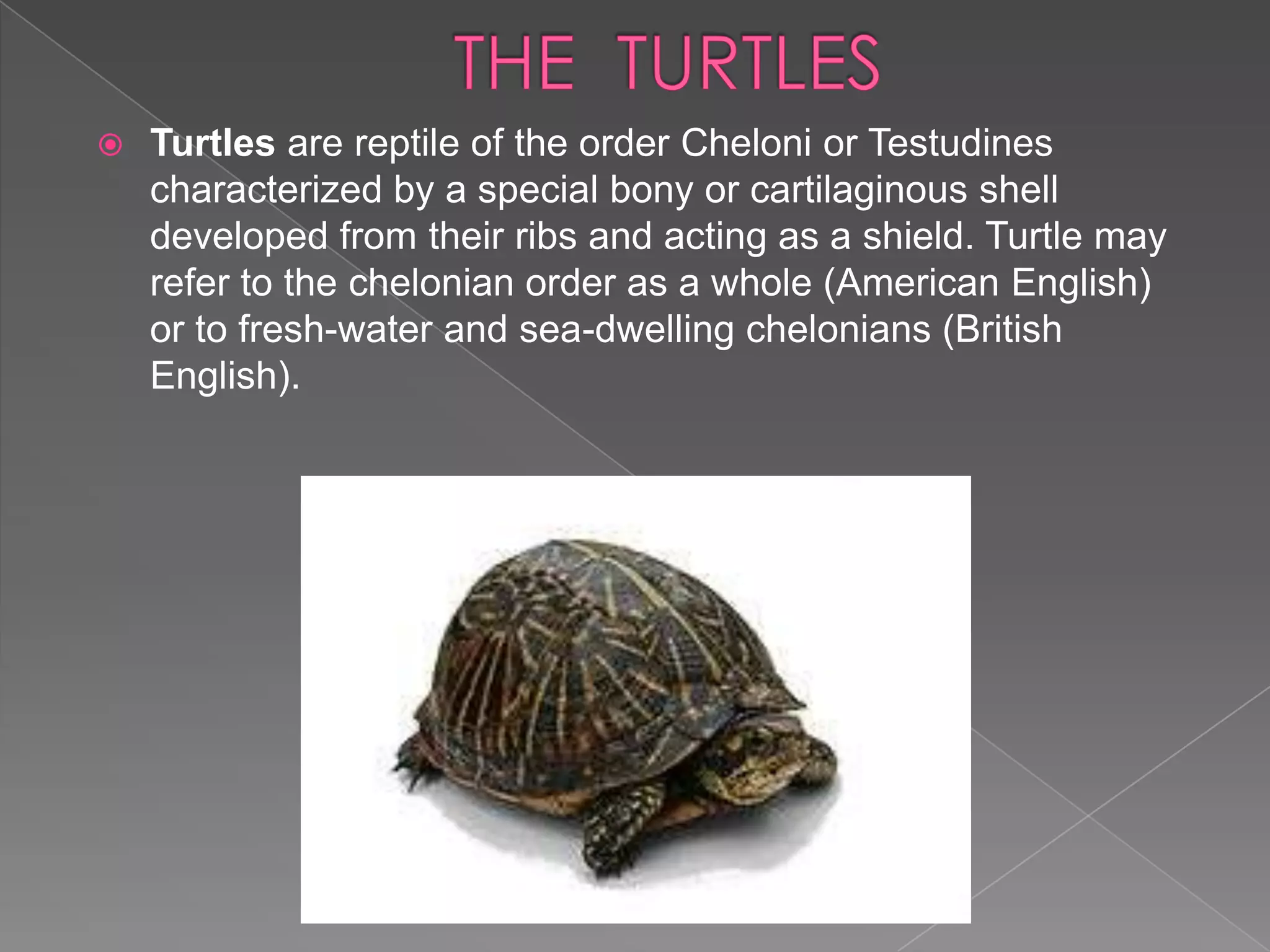 The Reptiles by Guille 5º A | PPTX