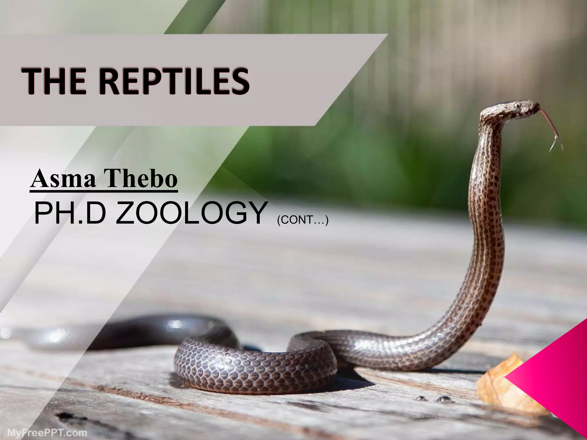 The reptiles | PPT