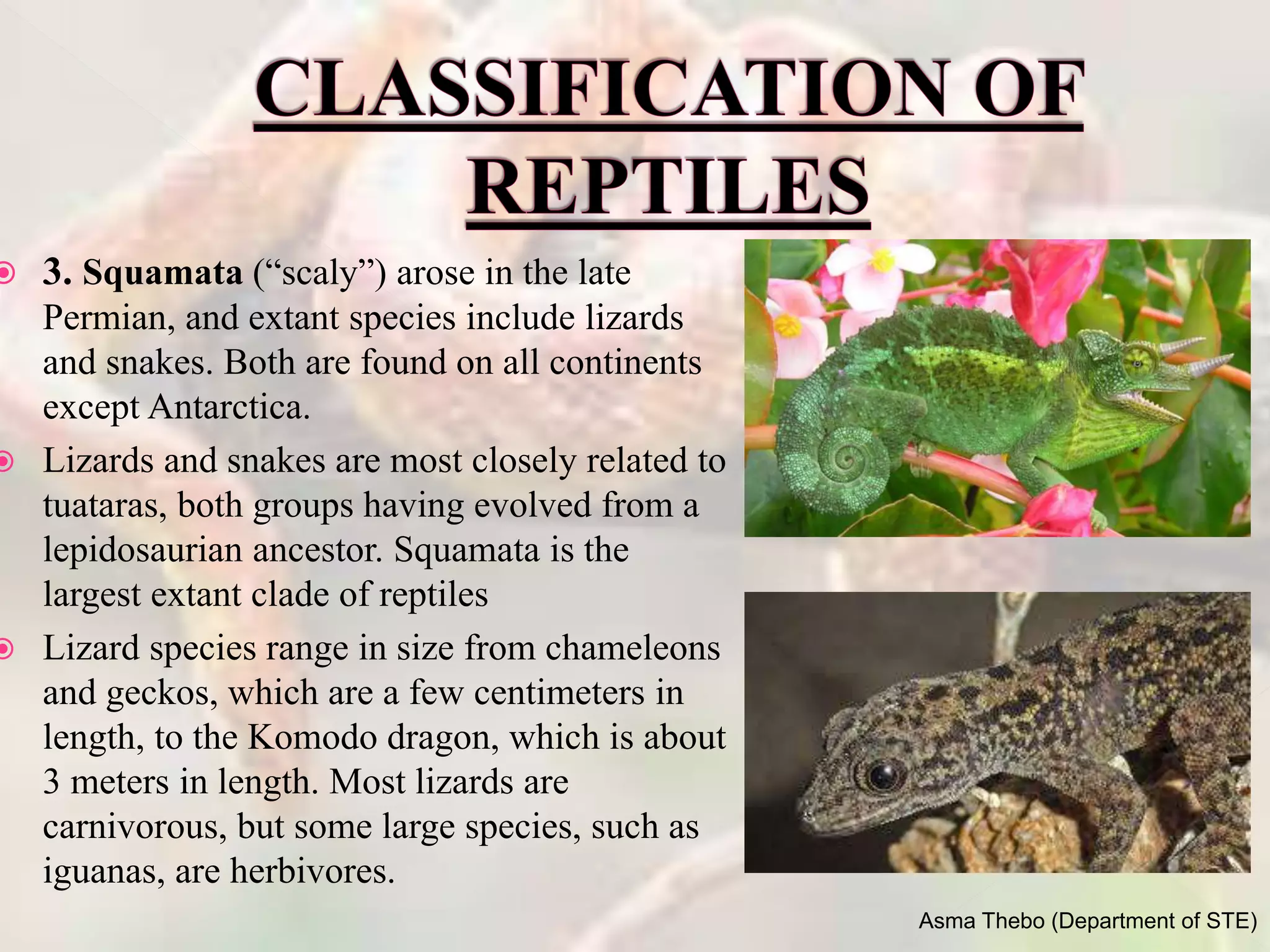 The reptiles | PPT