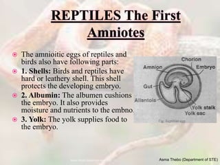 The reptiles | PPT