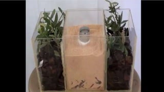 collapsing soils and improvement techniques by geosynthetic | PPT