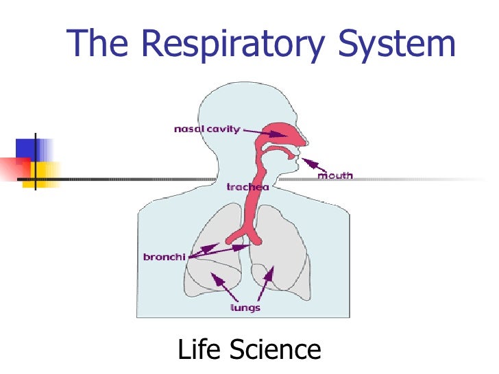 The Respiratory System
