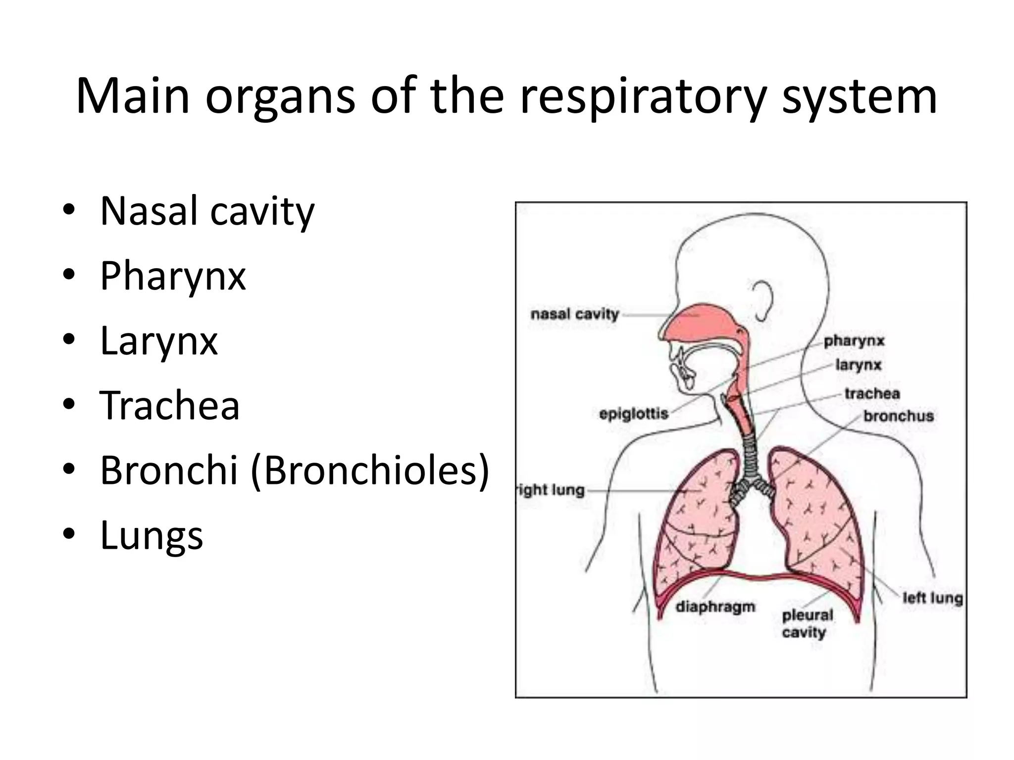 The respiratory system | PPTX