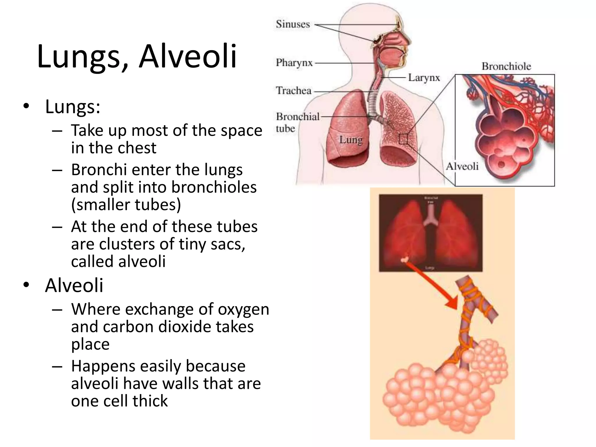 The respiratory system | PPTX