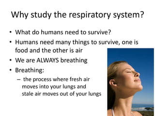 The respiratory system | PPTX