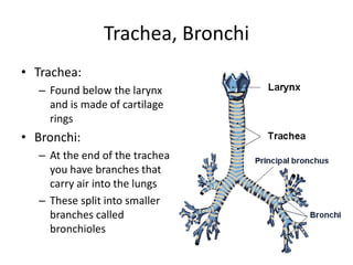 The respiratory system | PPTX