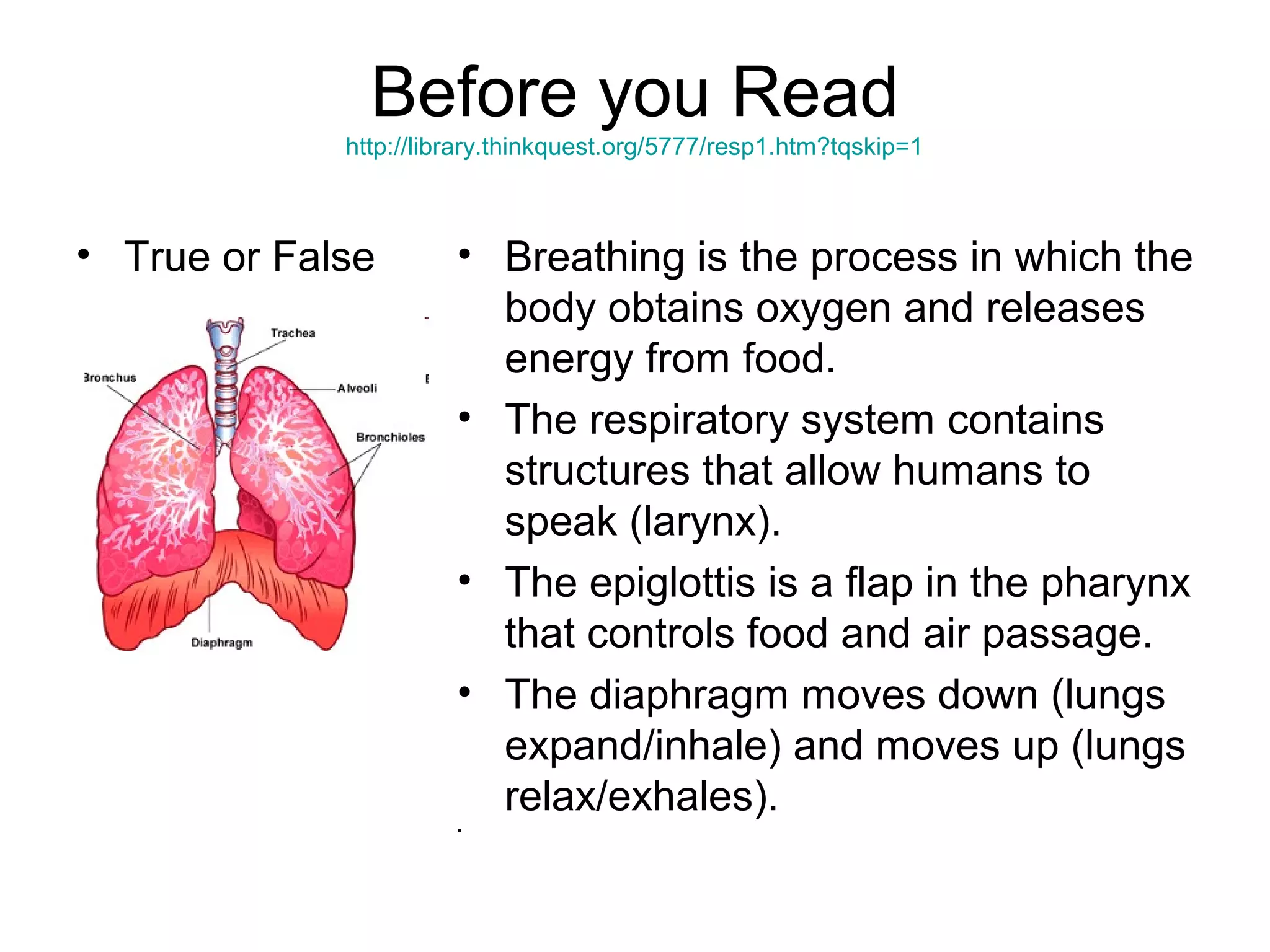The respiratory system | PPT