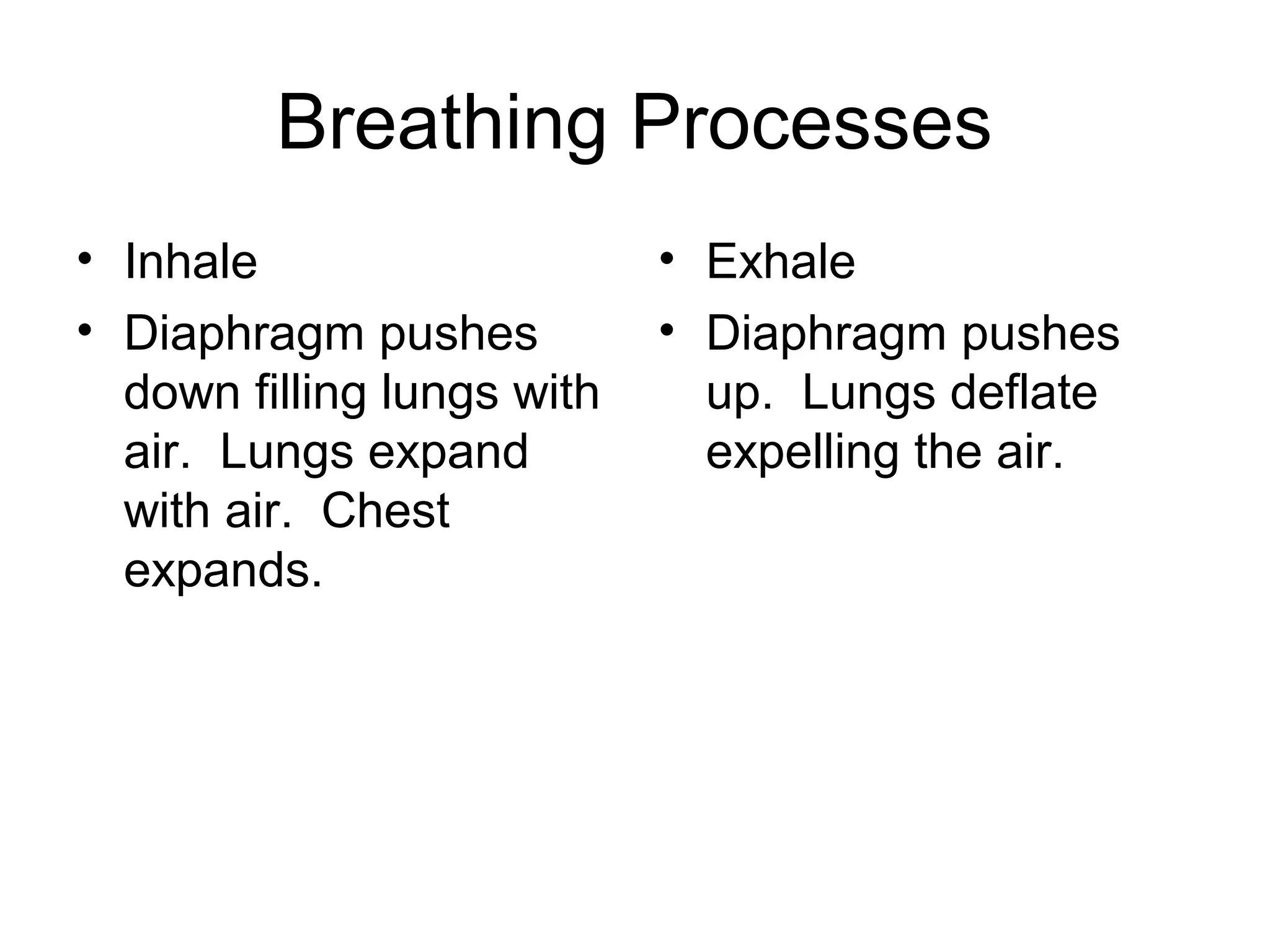 The respiratory system | PPT