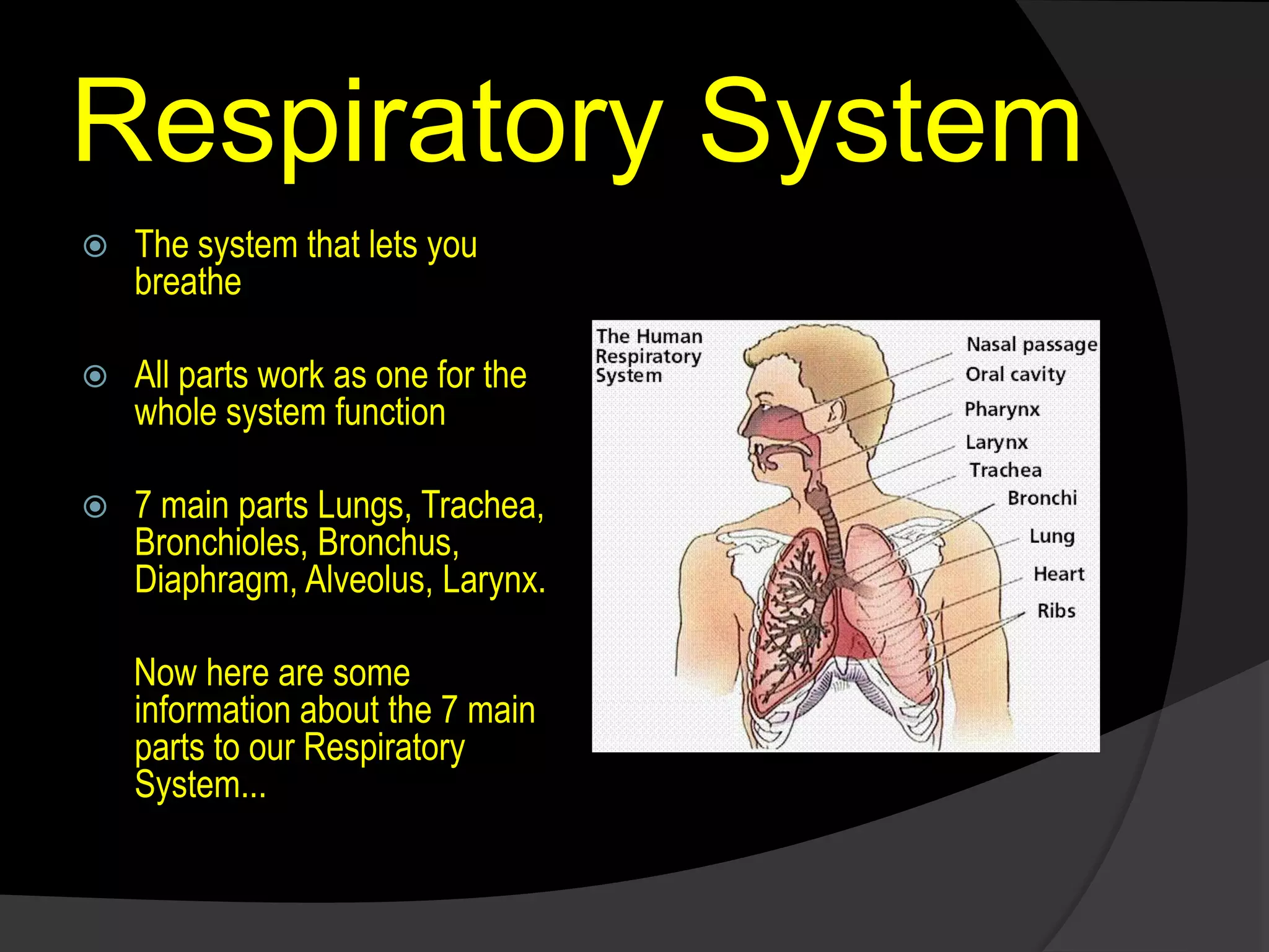 The Respiratory System | PPT