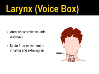 The Respiratory System | PPTX