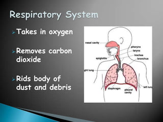 The respiratory system | PPTX