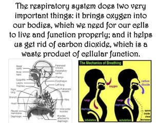The respiratory system | PPT
