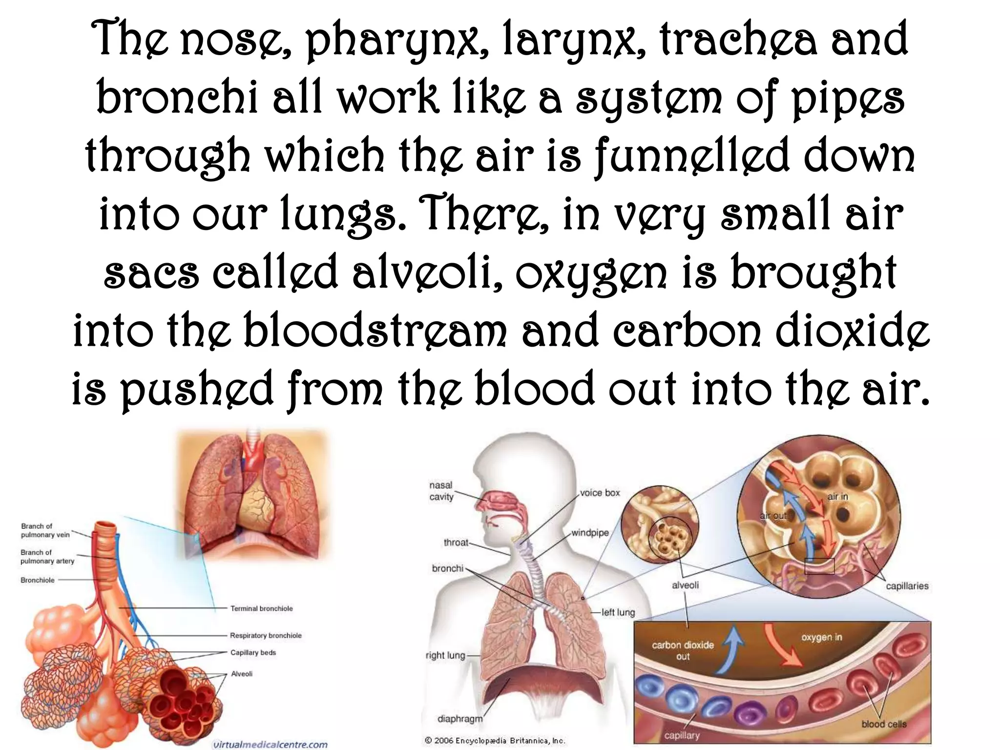 The respiratory system | PPTX