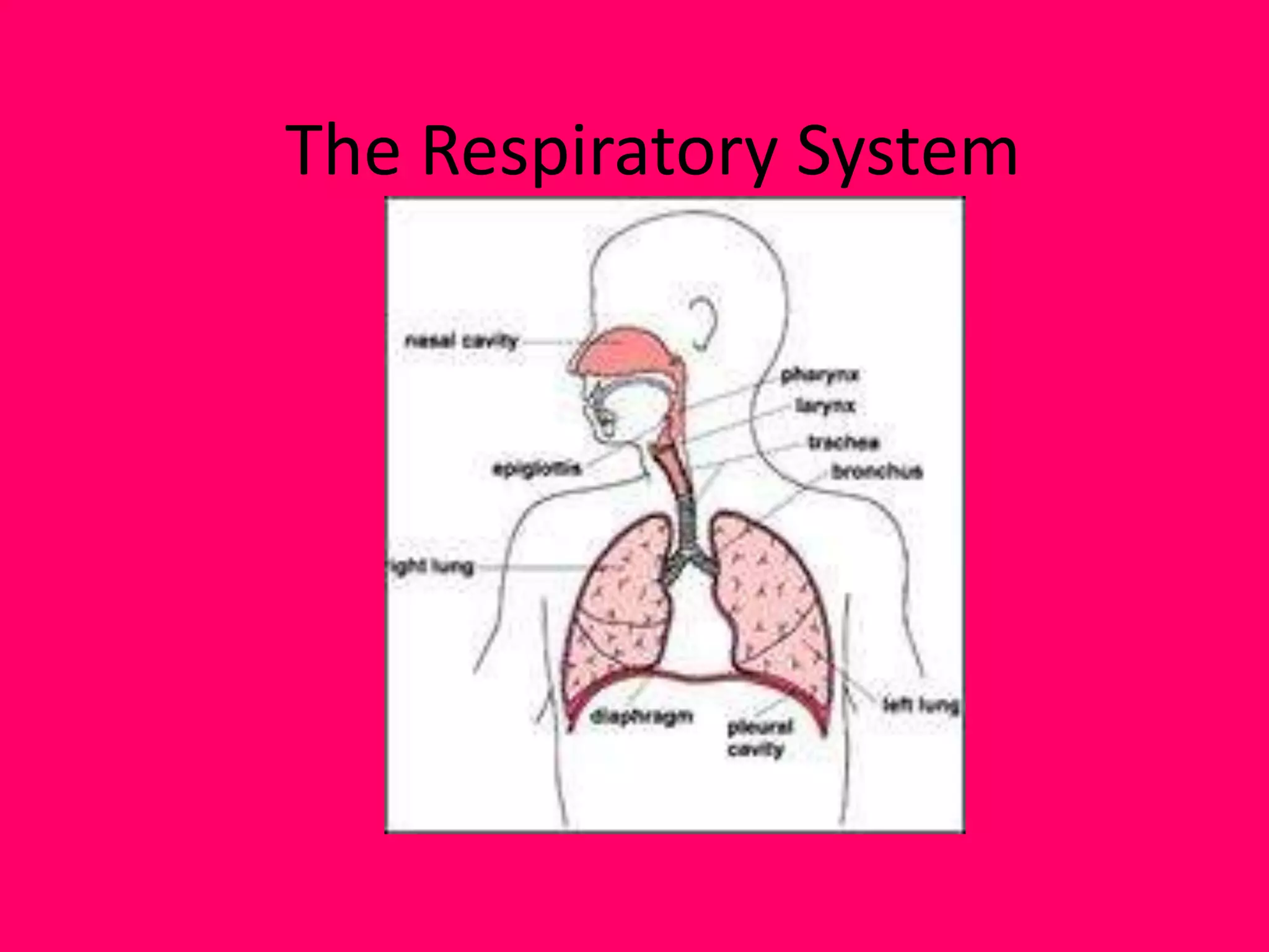 The respiratory system | PPT