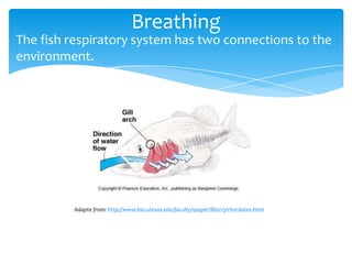 The respiratory system | PPTX
