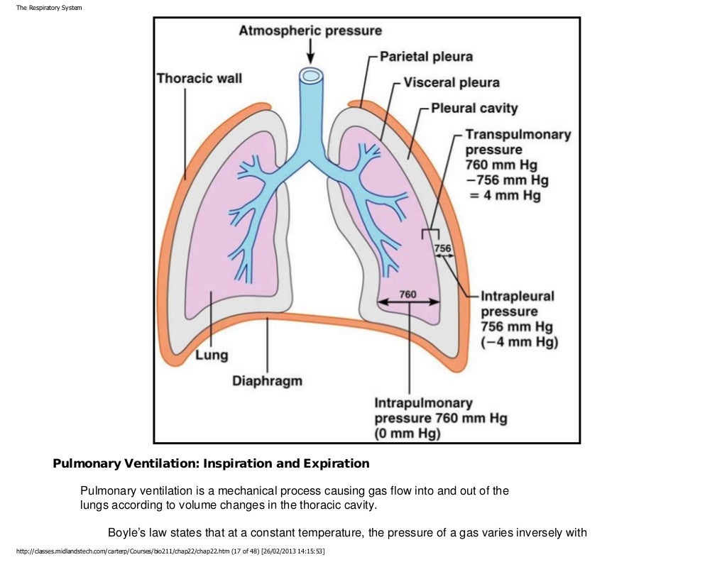 The respiratory system