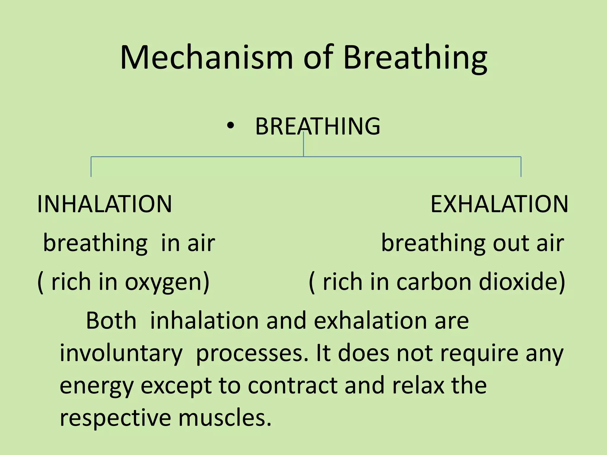 The respiratory system | PPTX