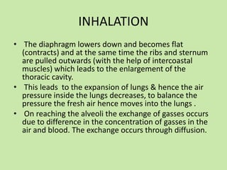 The respiratory system | PPT